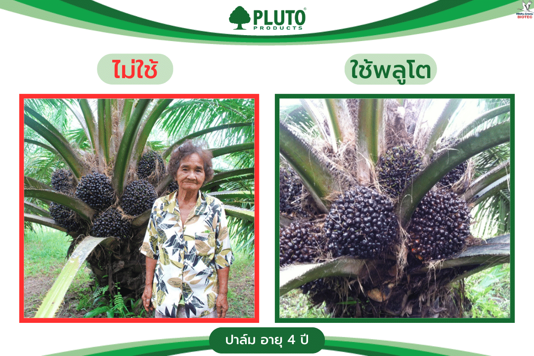 การปลูกปาล์ม – Pluto Products