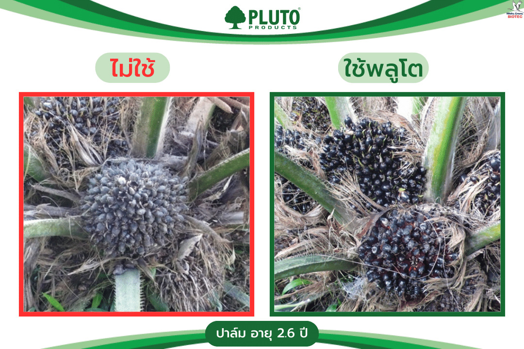 การปลูกปาล์ม – Pluto Products