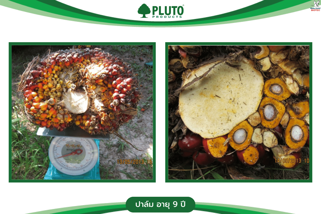 การปลูกปาล์ม – Pluto Products