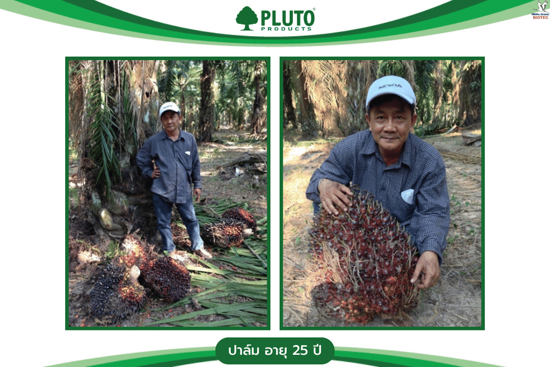 การปลูกปาล์ม – Pluto Products