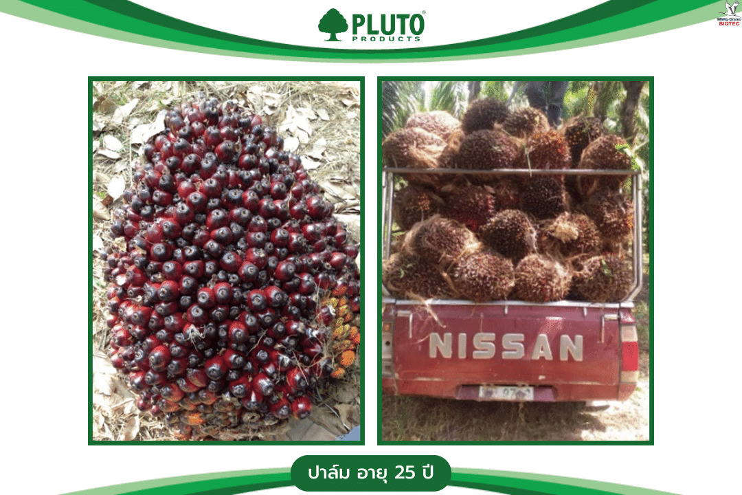 การปลูกปาล์ม – Pluto Products