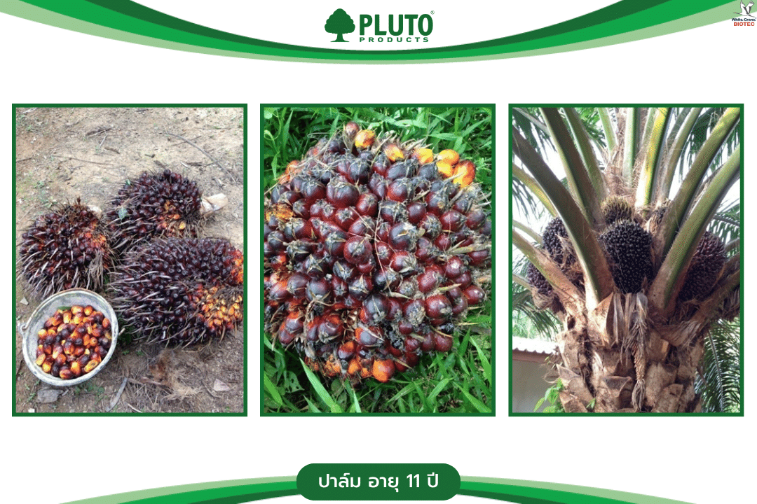 การปลูกปาล์ม – Pluto Products