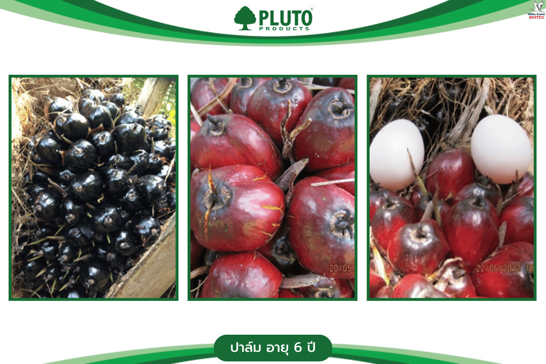 การปลูกปาล์ม – Pluto Products